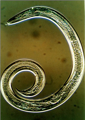 Nematoden GoeWa